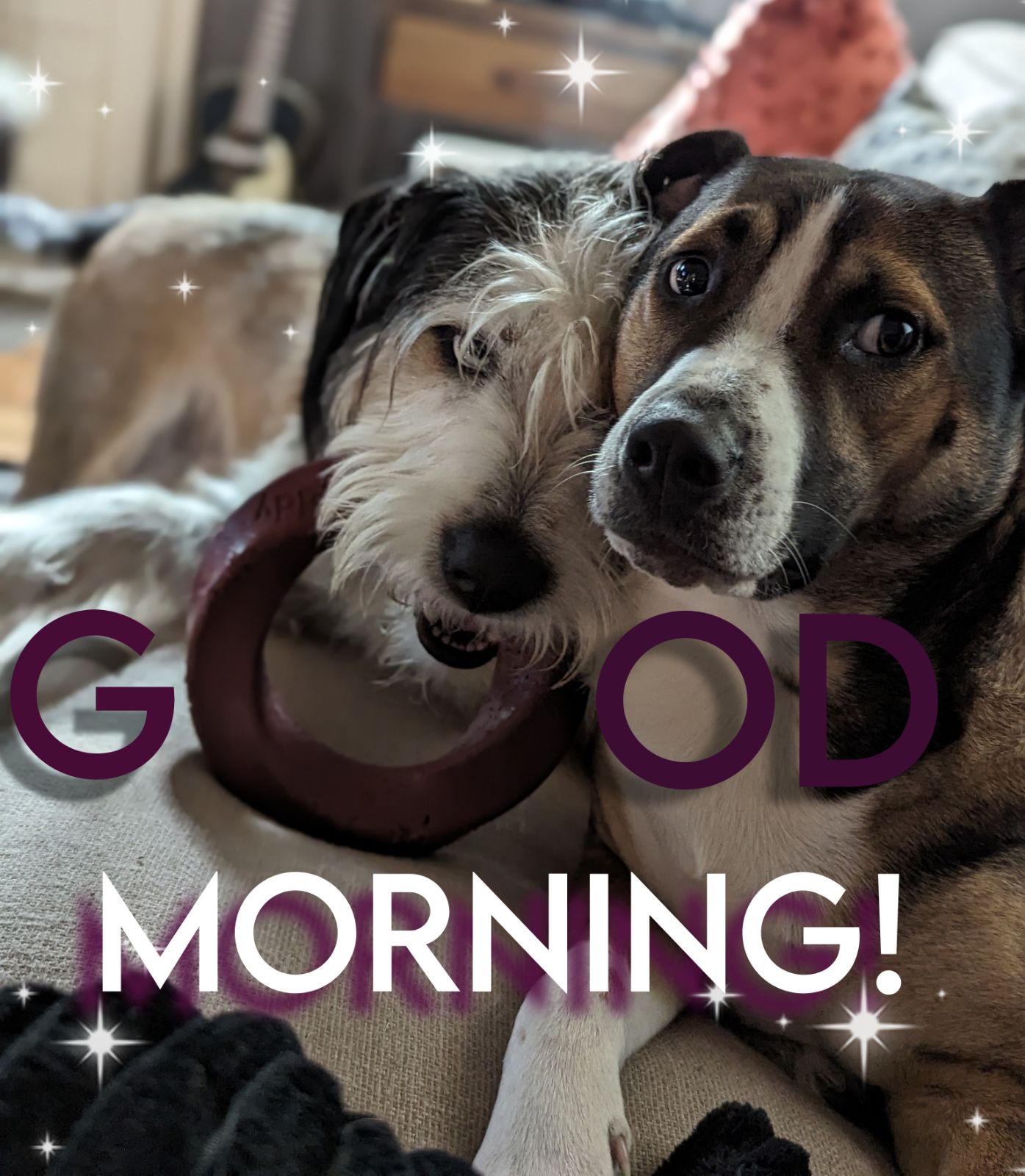 Furry Good Morning – My Site